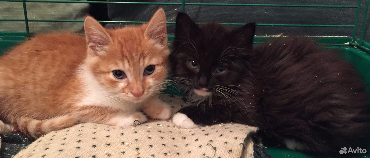 Малыши пупсики ищут дом