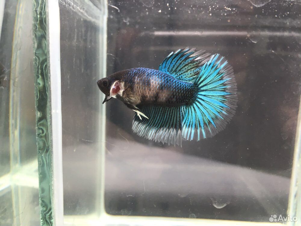 Рыбки петушки