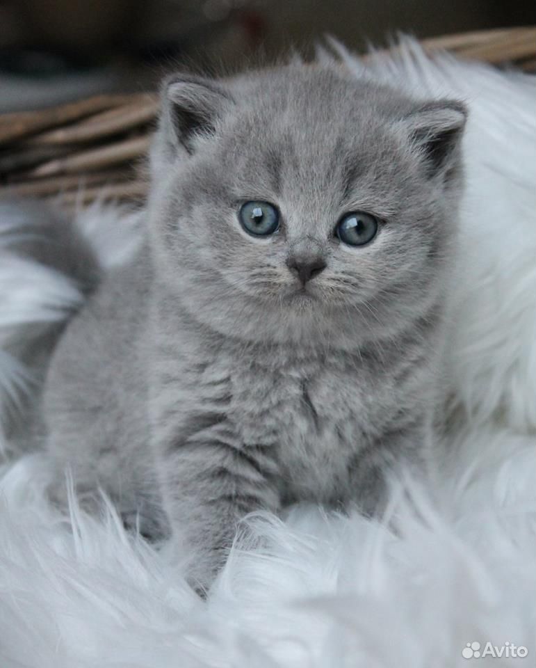 Очаровательные шотландские плюшки