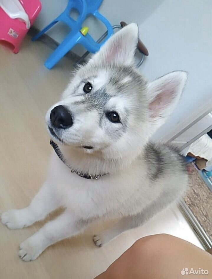 Продам щенка Сибирский хаски