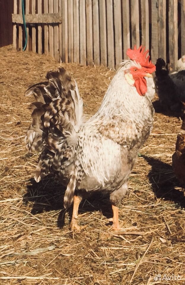 Легбар кремовый