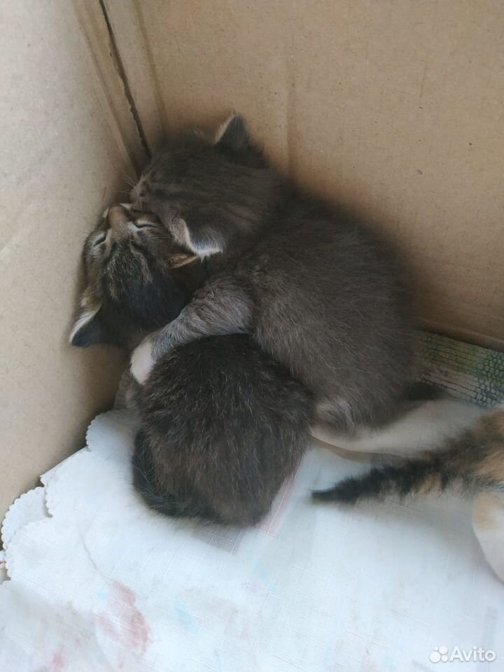 Красивые котята ждут своих хозяев