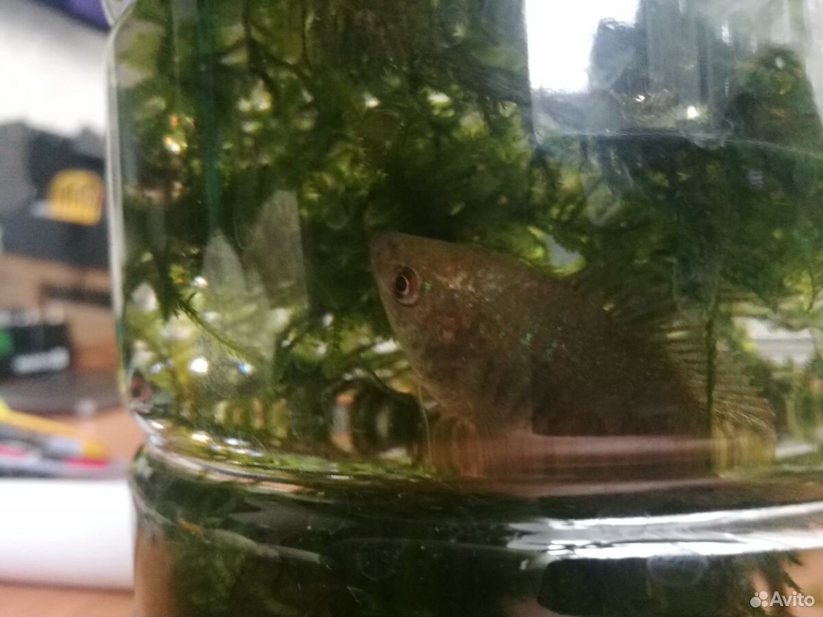 Лялиус, самка. Бесплатно