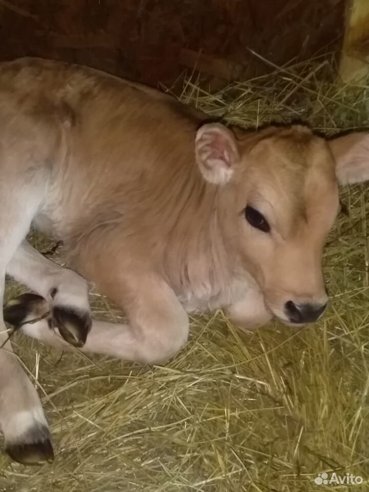 Тёлочка швиц+айршир