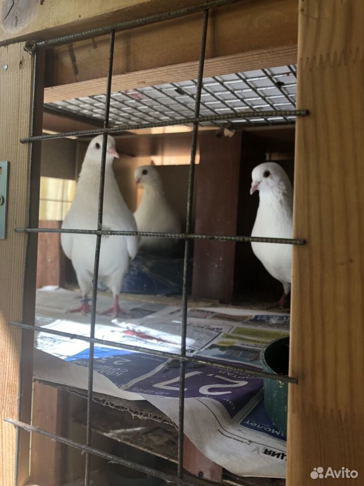 Голуби ижевские