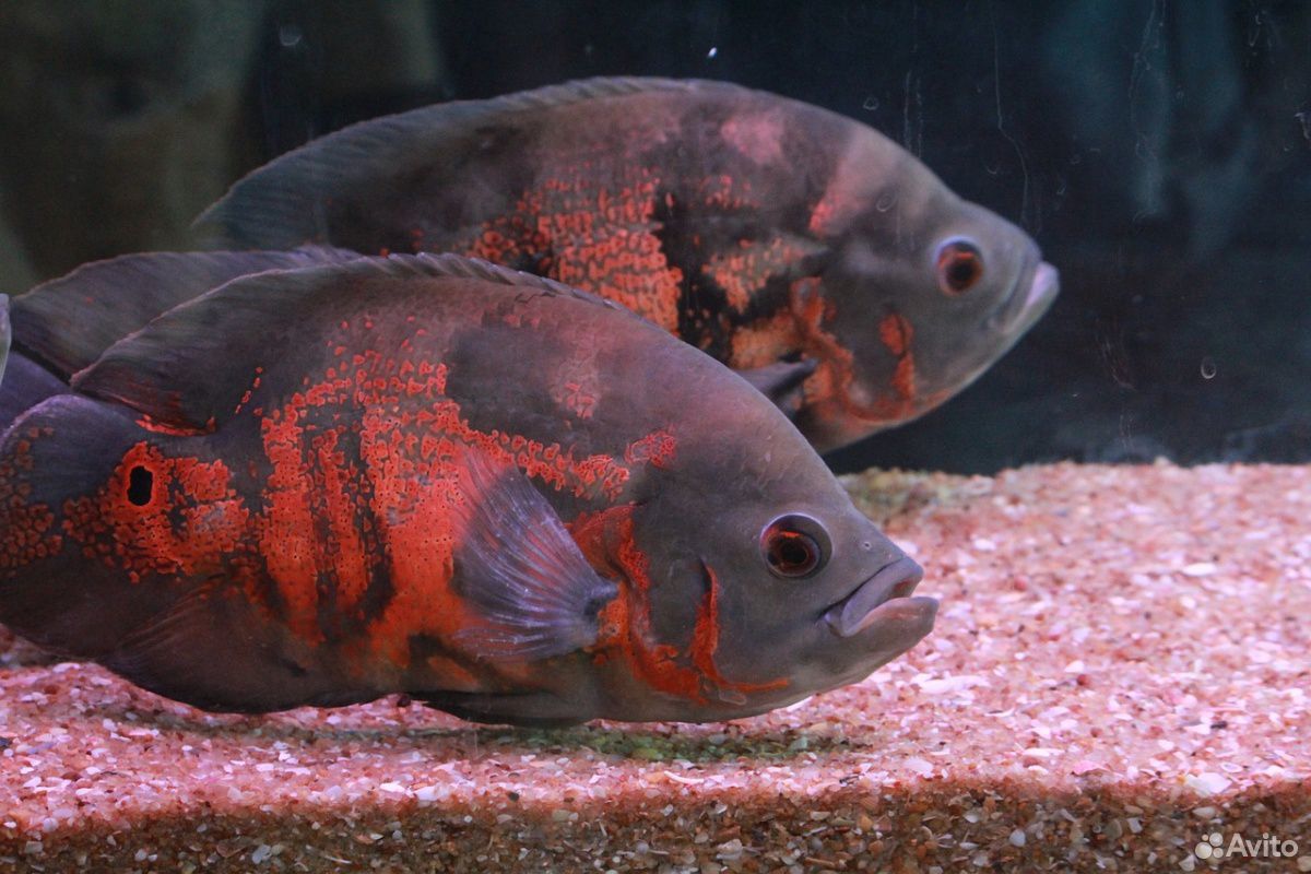 Астронотус