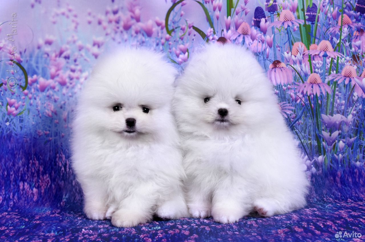 Шпиц померанский карликовый (чисто белые медведи)
