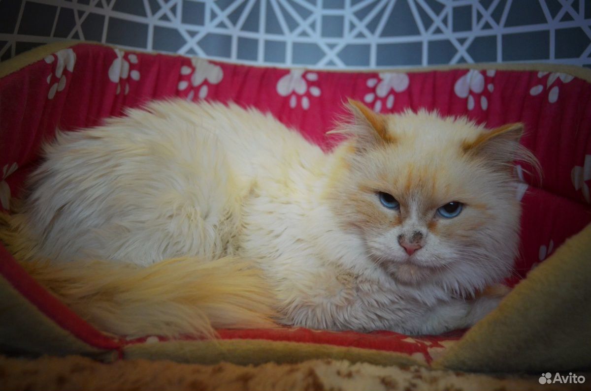 Отдам котика