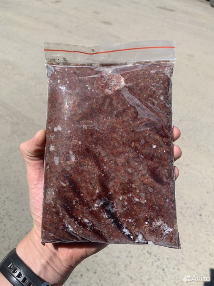 Тело взрослого рачка артемия