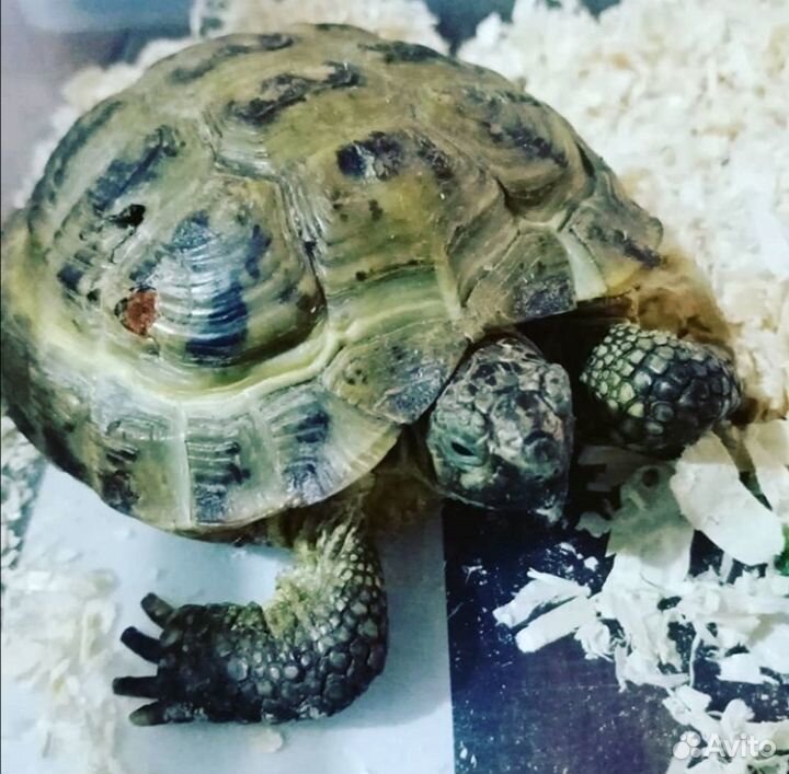 Сухопутная черепашка