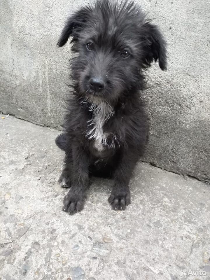 Ищет дом щенок не крупной Собачки