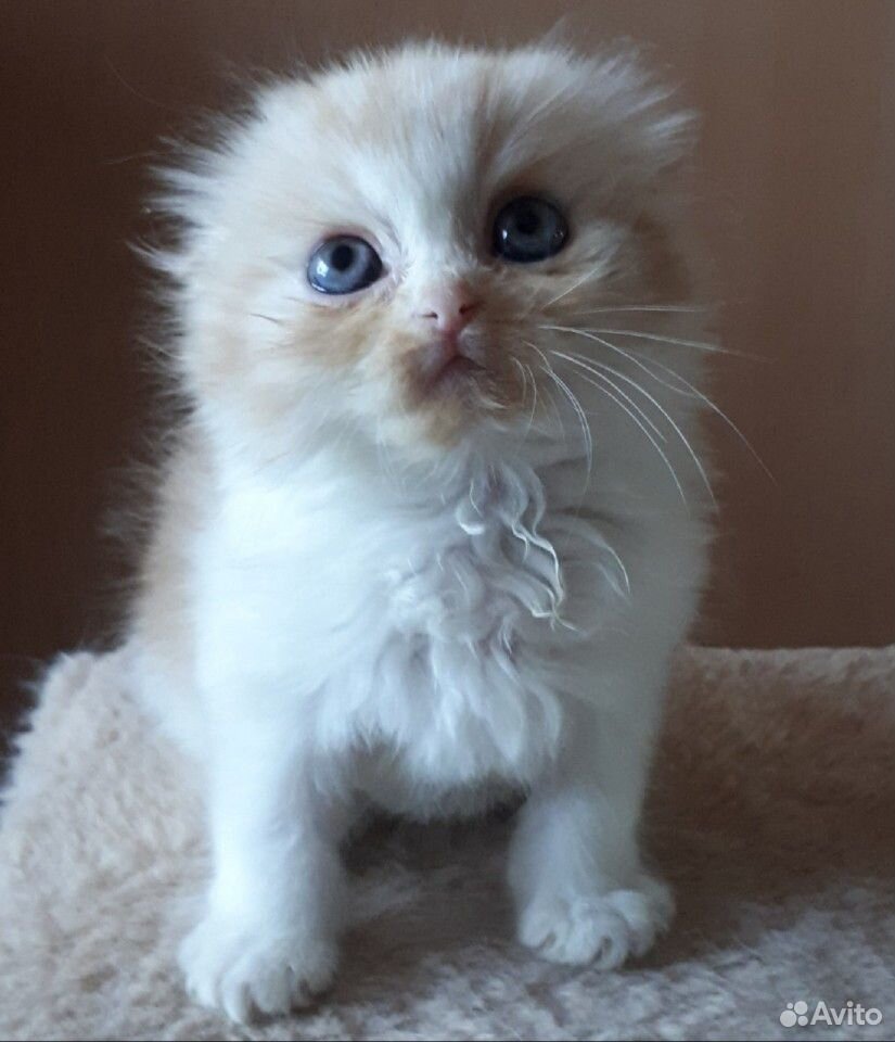 Шотландский мальчик