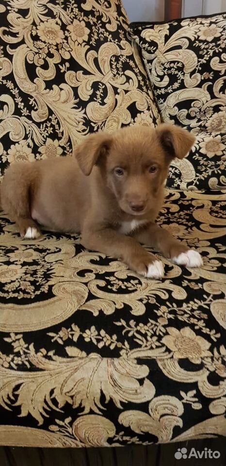 Маленький Каштан