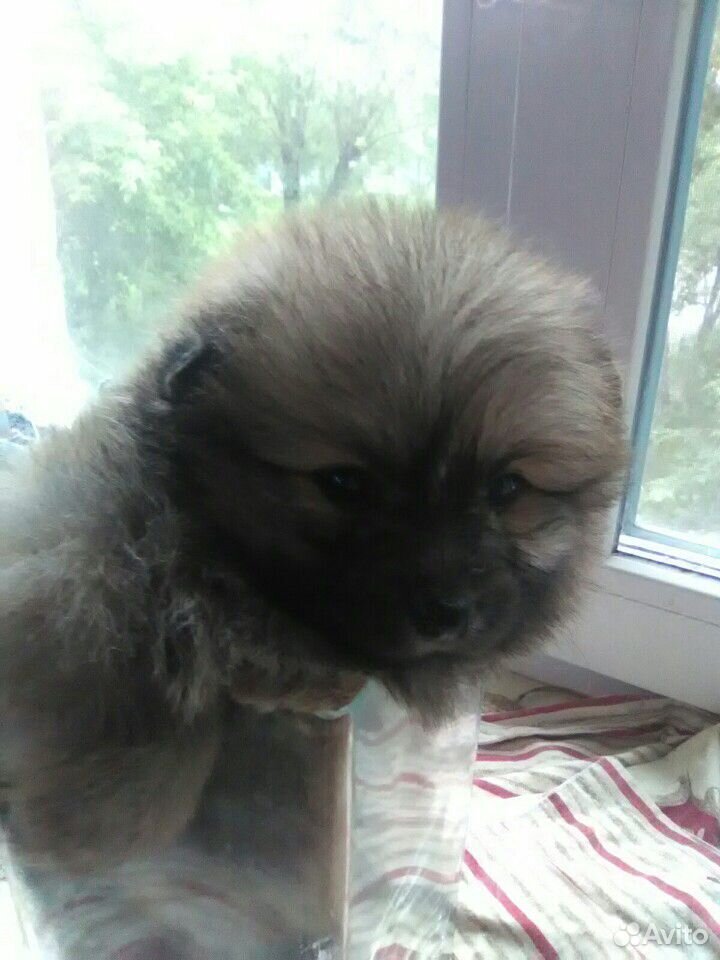 Собака Шпицули