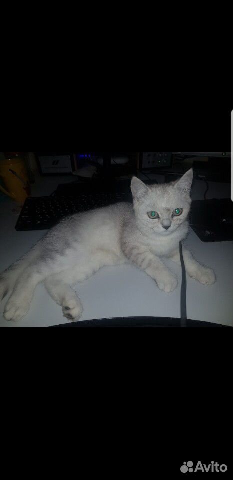 Котенок помесь британца и сиамца