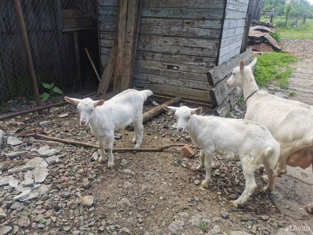 Козы Зааненской породы