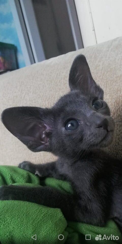 Ориентал, мальчик