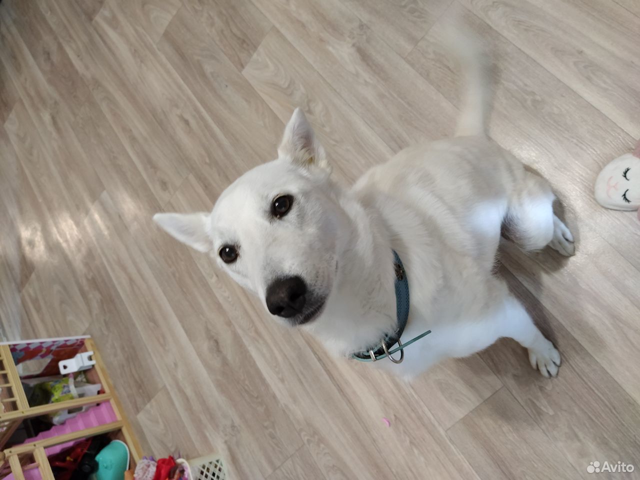 Собака ваш лучший друг