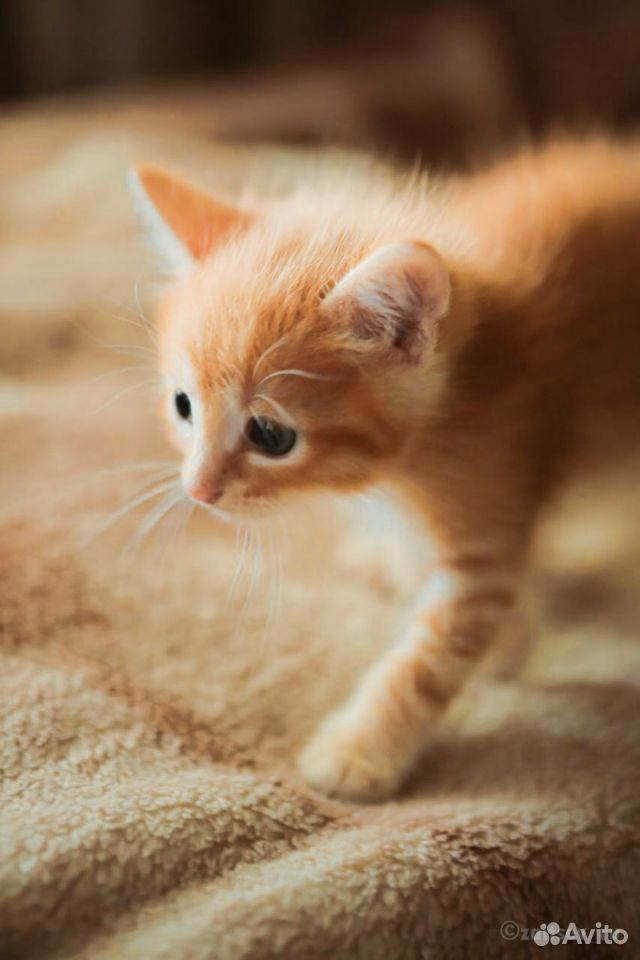 Котёнок Рыжик