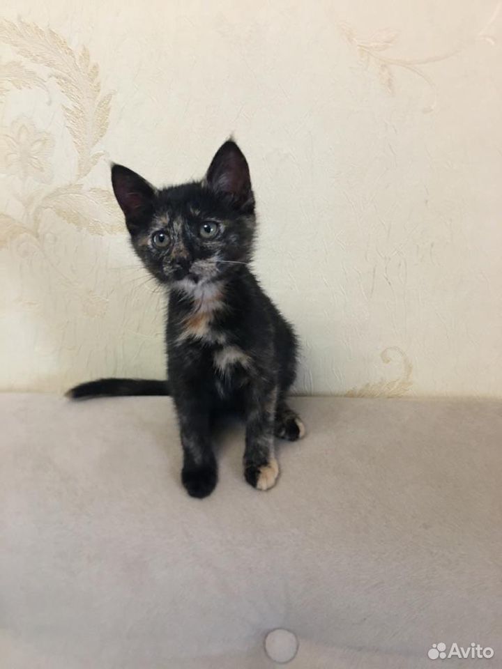 Котенок в добрые руки