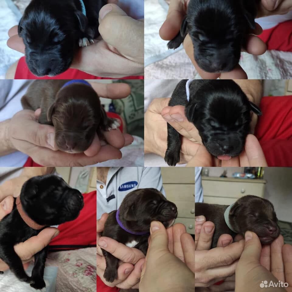 Отдам метисов с лабрадором