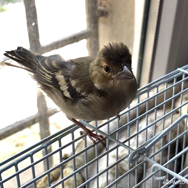 Отдам птенца зяблика