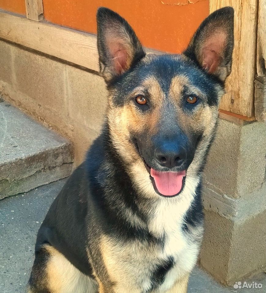 Альфа ищет дом