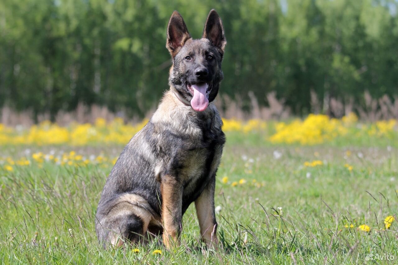 Подрощенный щенок немецкой овчарки рабочего развед