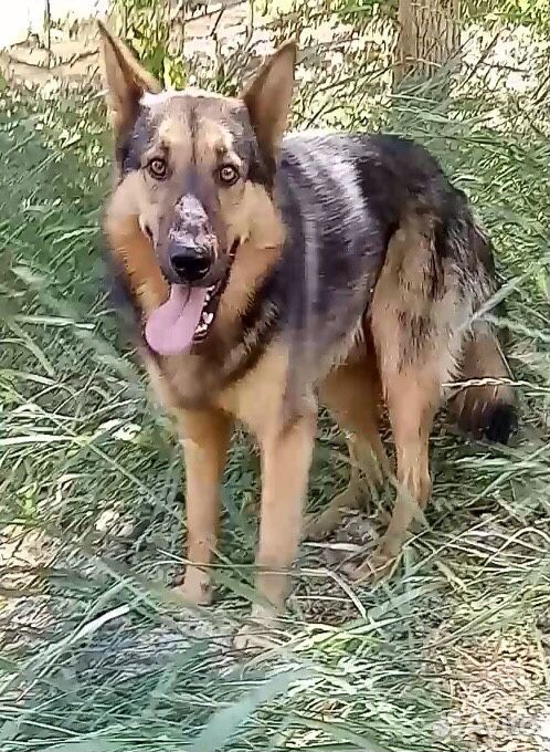 Овчарка в добрые руки