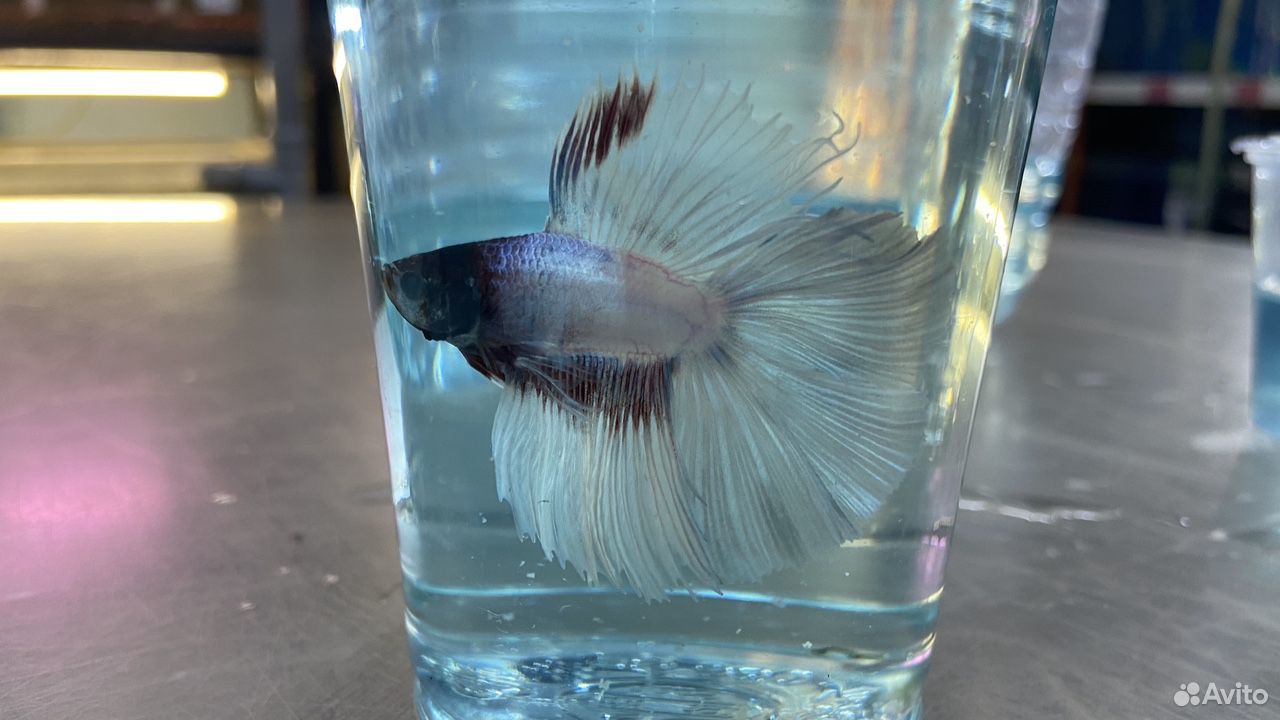 Петушок двухвостый коралл