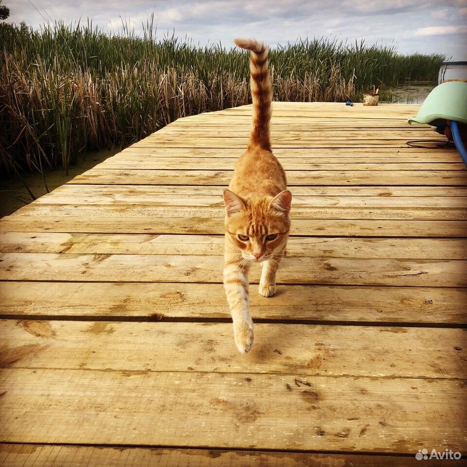 Кот Моркот
