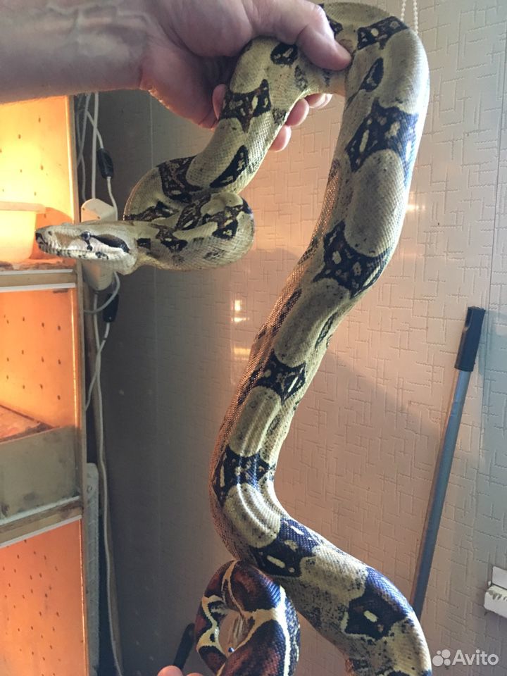 Императорский удав