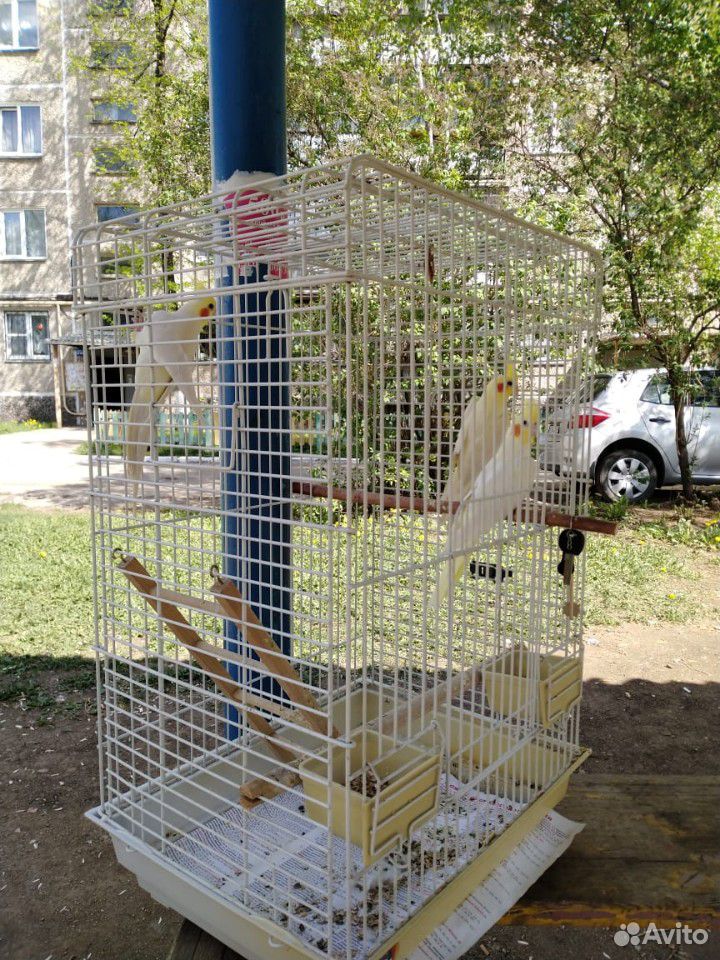 3 попугая корелла с клеткой