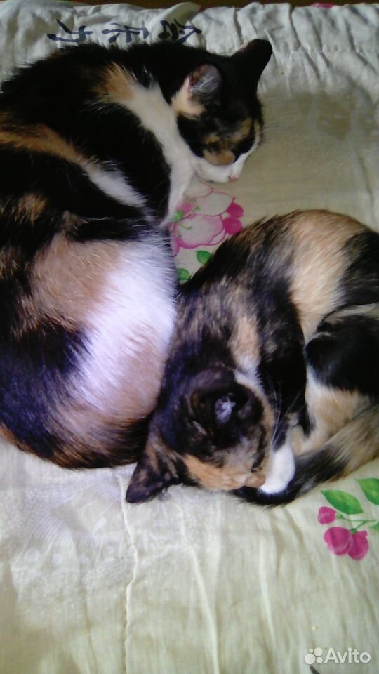 Трёхцветные