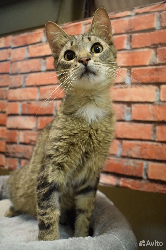 Котик Ричи 1 год