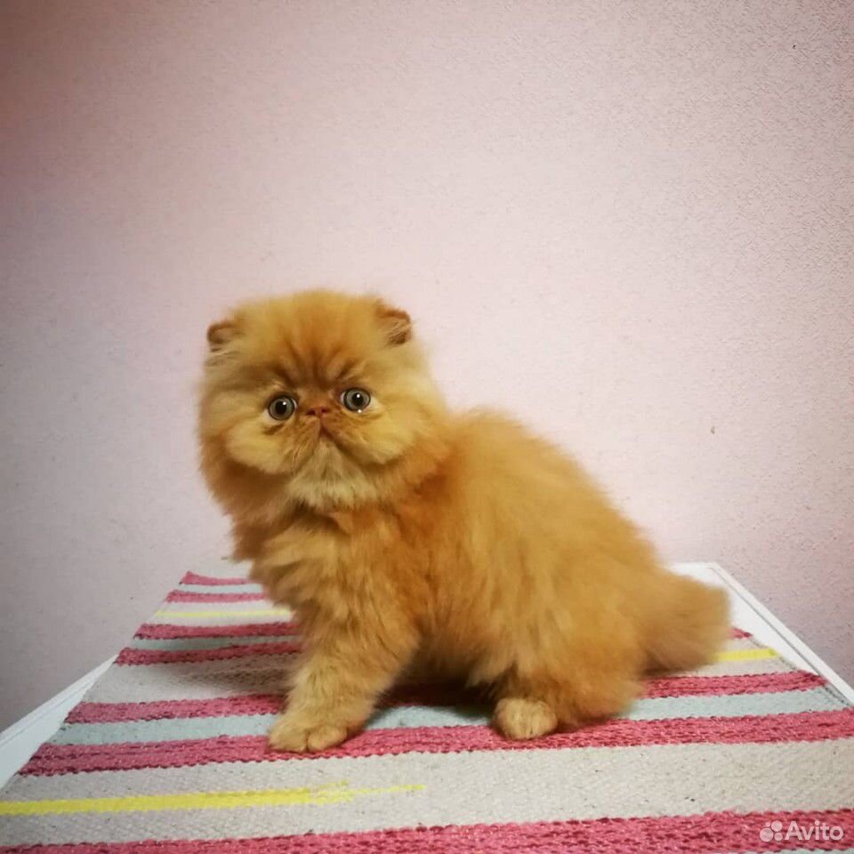 Персидский котик