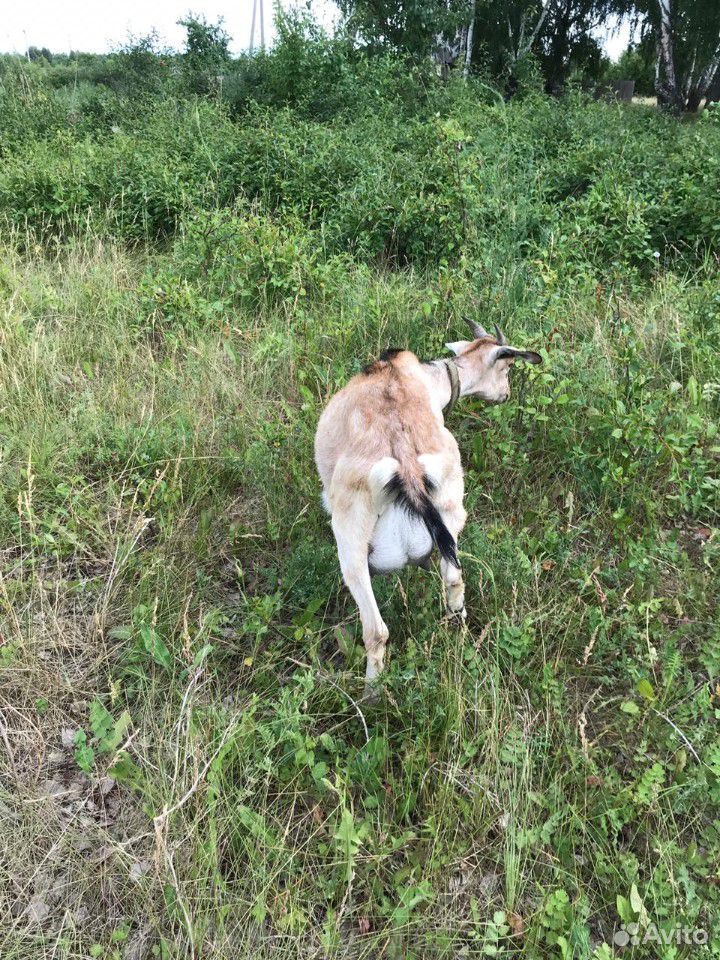Козы 3 шт и 3 козленка
