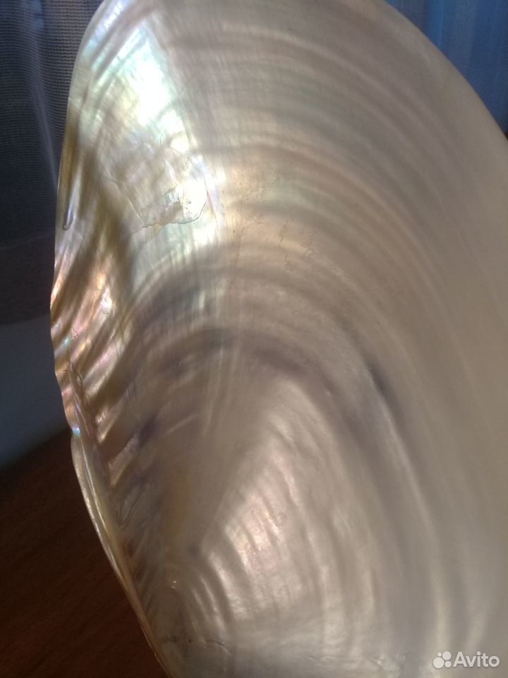 Ракушка перламутровая 2 створки