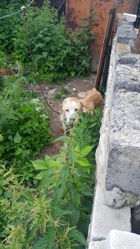 Алабай средне азиатская овчарка 8 лет