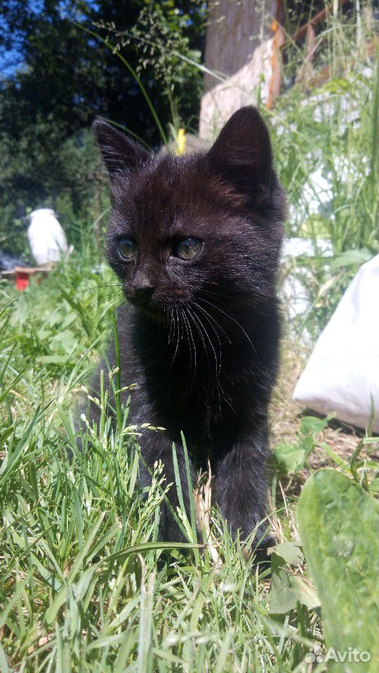 Котенок, мальчик, в добрые руки,ласковый кот