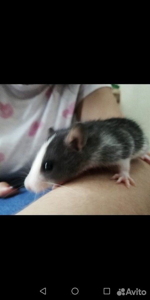 Крысята (мальчики)