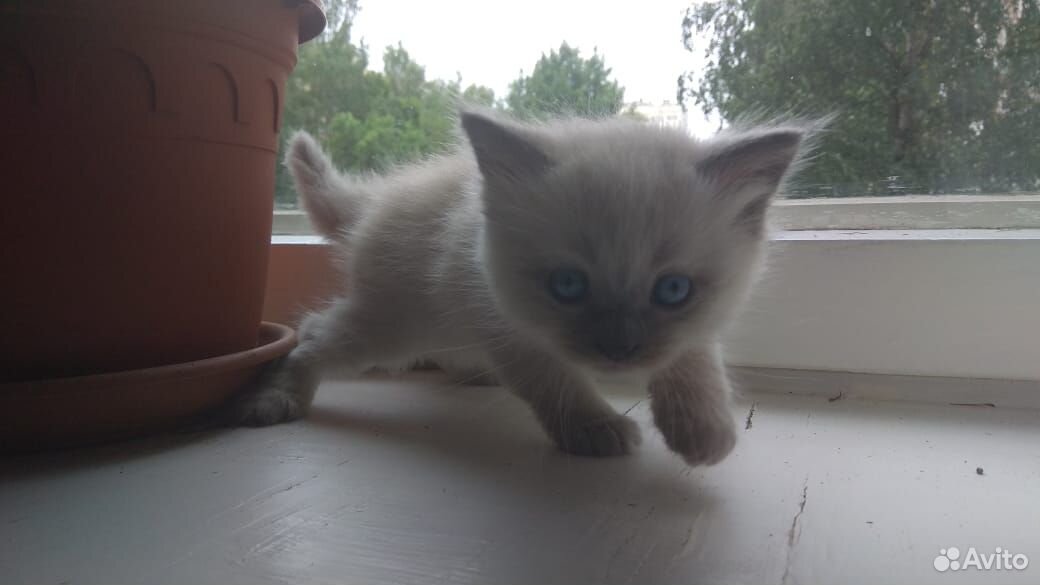 Котятки Неваки