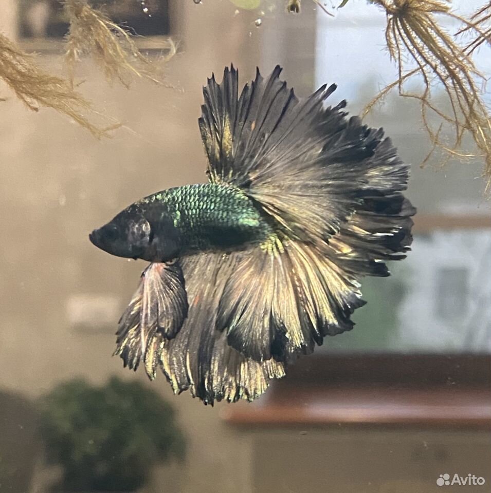 Рыбка петушок супер дельта уникальный цвет
