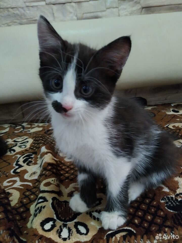 Котнок в добрые руки