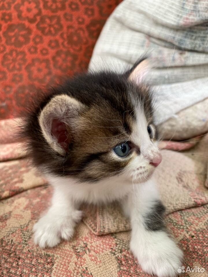 Отдам котёнка