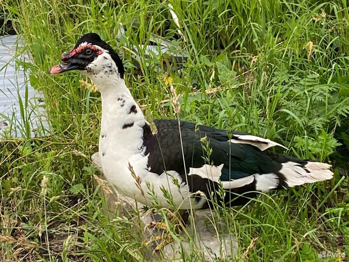 Утка, селезень