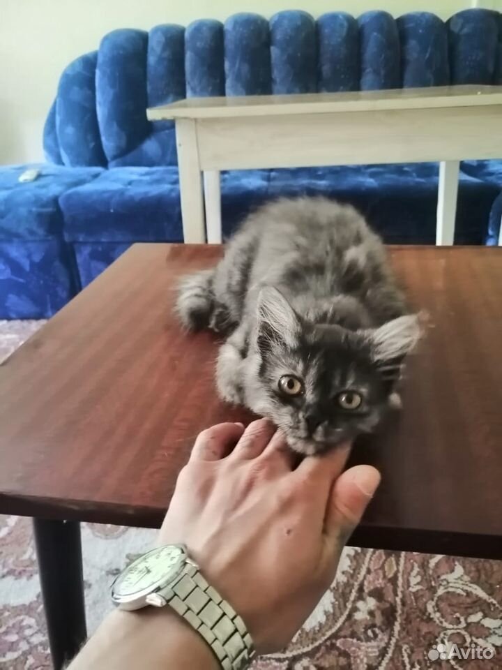 Котенок отдается в добрые руки