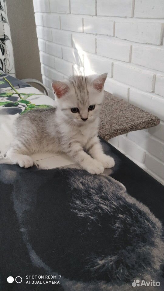 Кошка