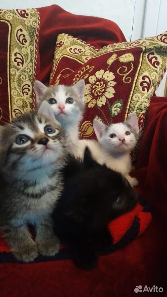 Котята в дар