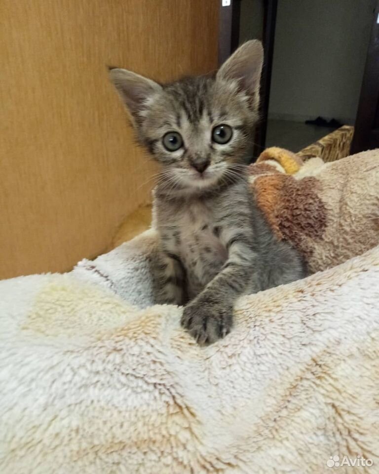 Котенок Поттер ищет свой дом Хогвартс
